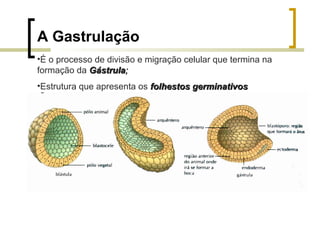 M2 de biologia embriologia animal | PPT