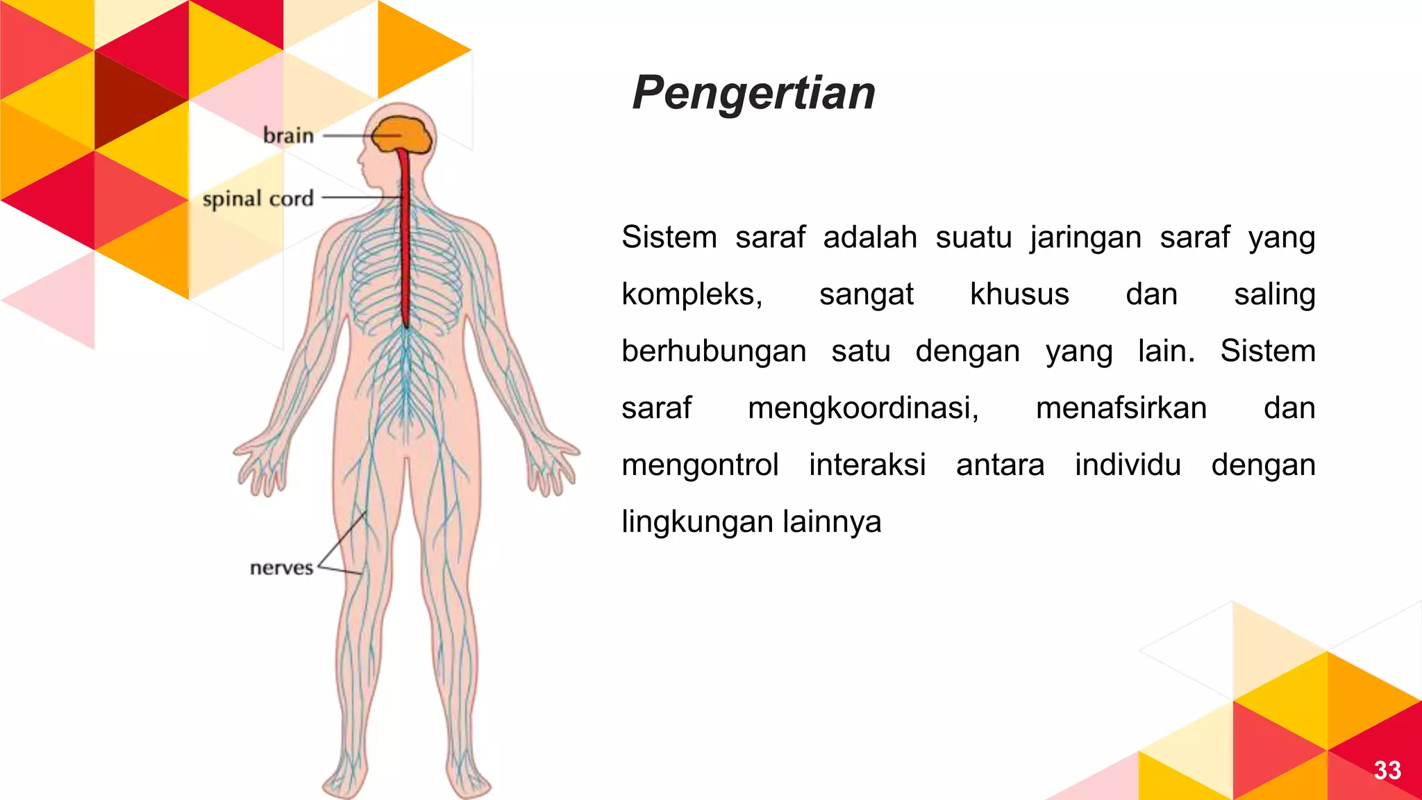 Materi PPT M2KB2 - Anatomi Fisiologi | PPTX