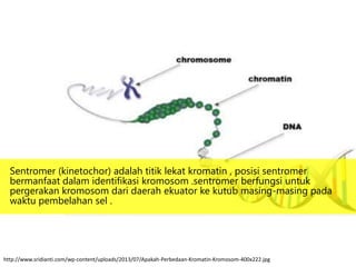 M2 kb2 silsilah keluarga dan kromosom | PPT
