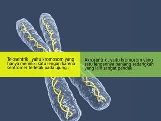 M2 kb2 silsilah keluarga dan kromosom | PPTX