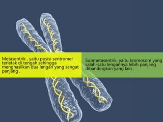 M2 kb2 silsilah keluarga dan kromosom | PPT