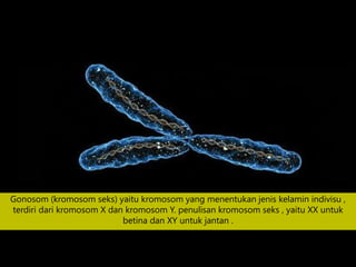 M2 kb2 silsilah keluarga dan kromosom | PPT
