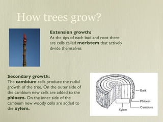 PDC+++ Module 3 Class 9 Trees I | PPT | Gardening | Home & Garden