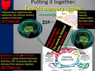 M32 physiology of memory | PPT