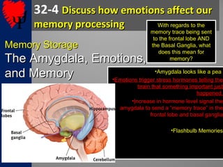 M32 physiology of memory | PPT