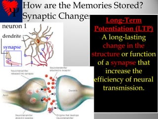 M32 physiology of memory | PPT
