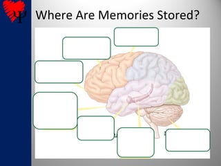 M32 physiology of memory | PPT