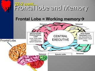 M32 physiology of memory | PPT