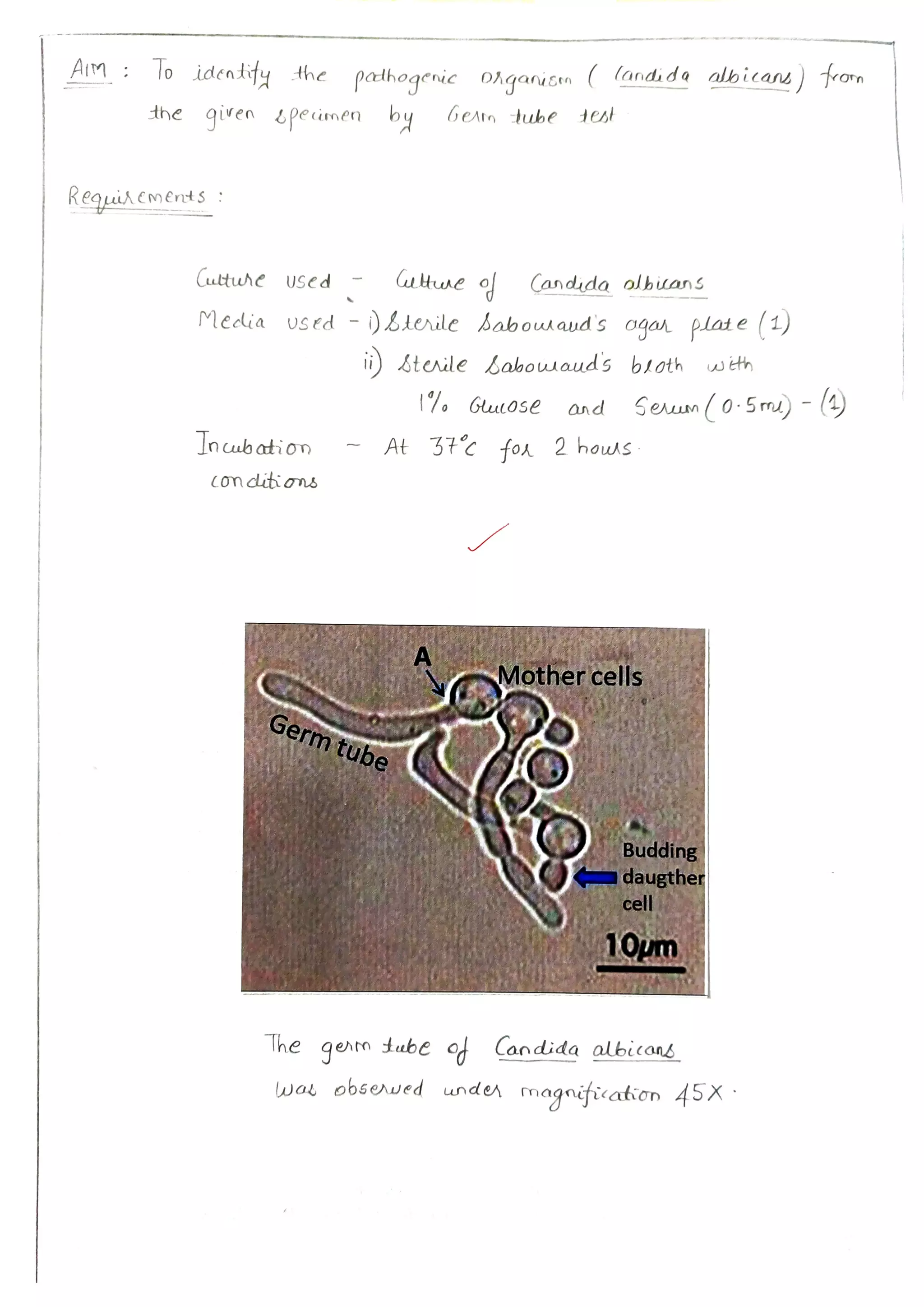 M3-Germ Tube | PDF