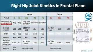 M3 L3 Dr. Rana Rayan GaitBiomechanics of hip & pelvis.pdf