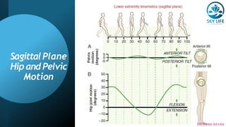M3 L3 Dr. Rana Rayan GaitBiomechanics of hip & pelvis.pdf