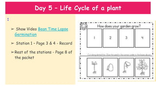 M3 u4a2 pbl - growing plants- kindergarten | PPTX | Gardening | Home ...