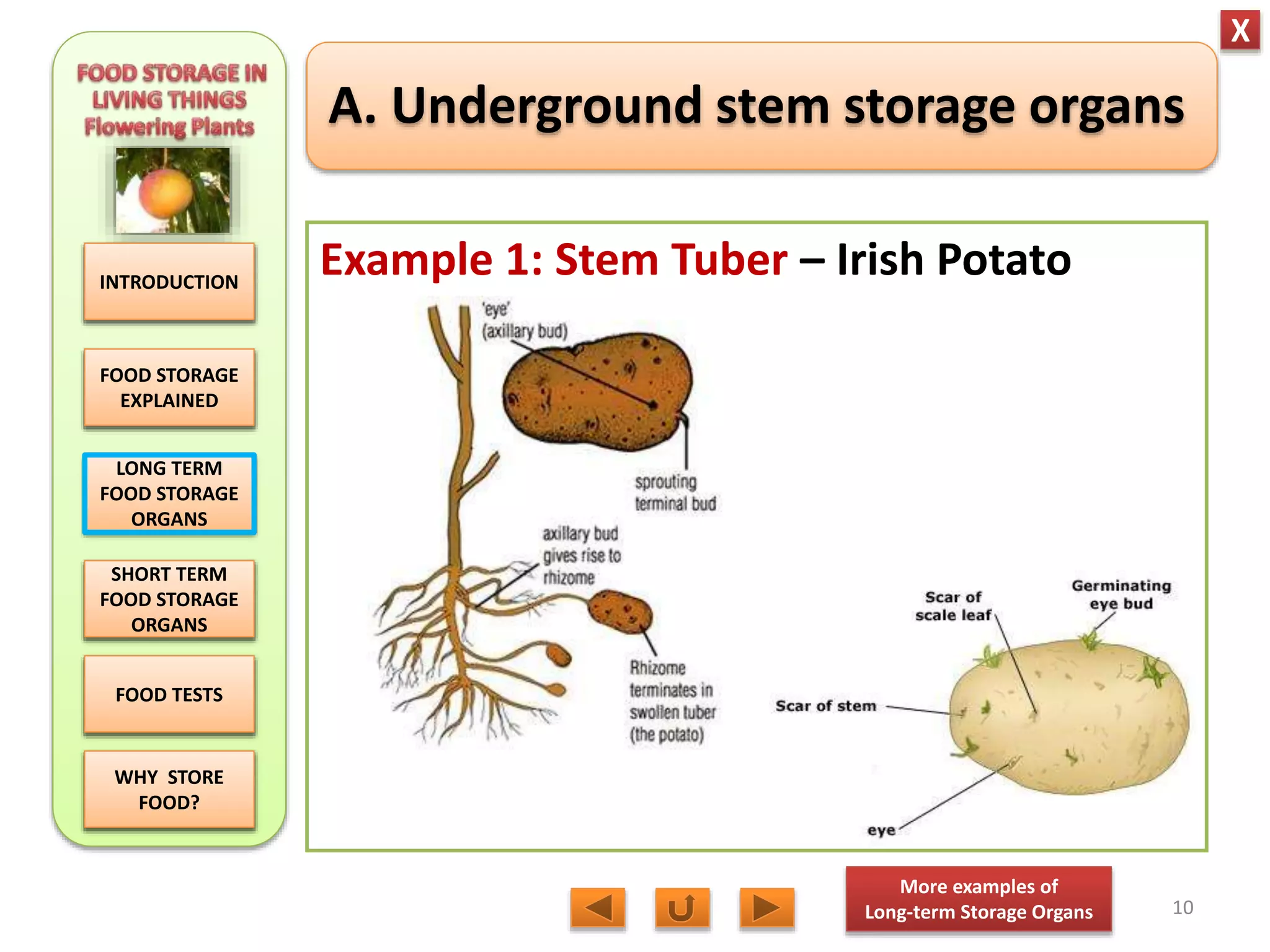 Biology M3 Food Storage in flowering plants | PPTX