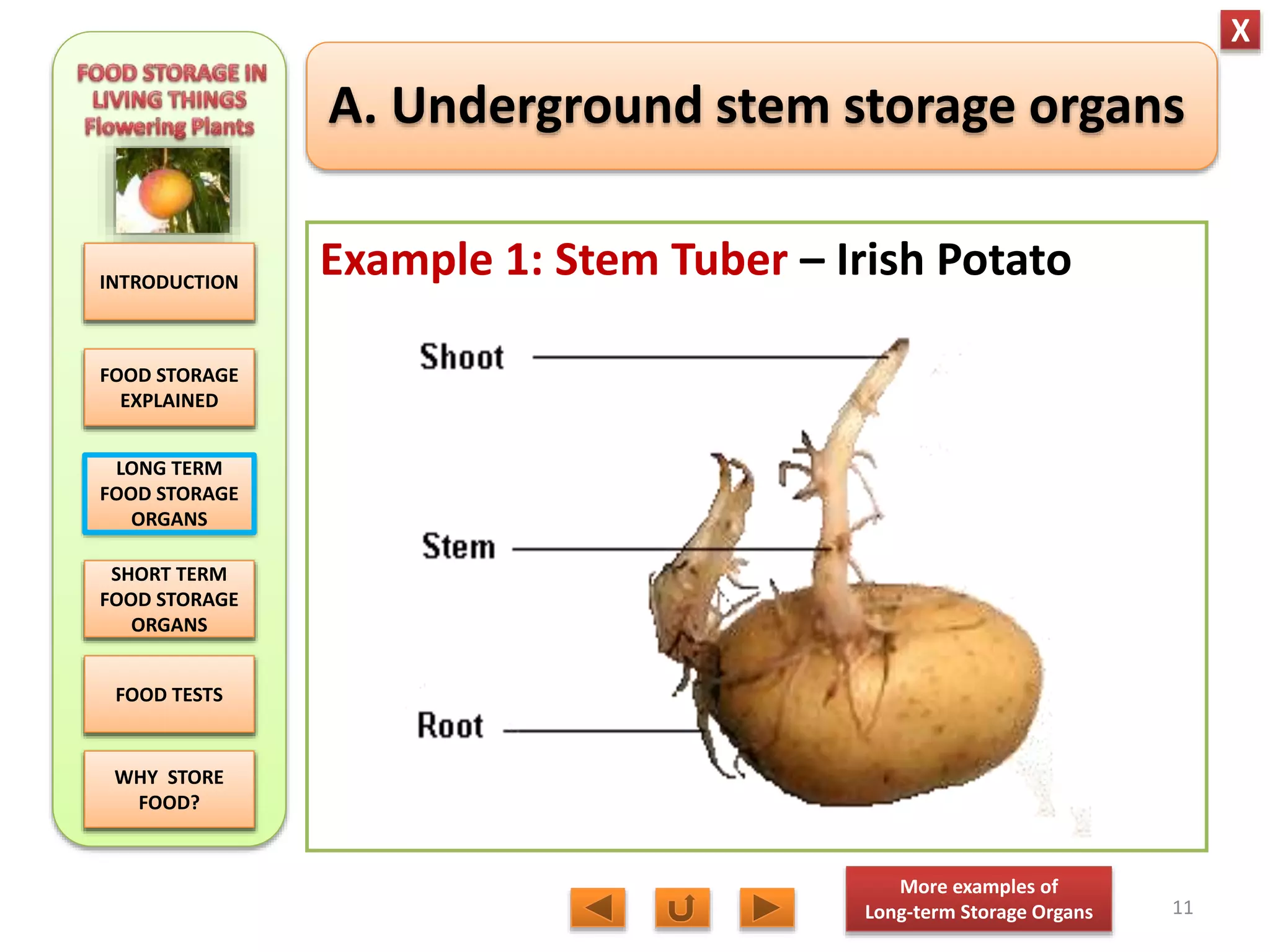Biology M3 Food Storage in flowering plants | PPTX