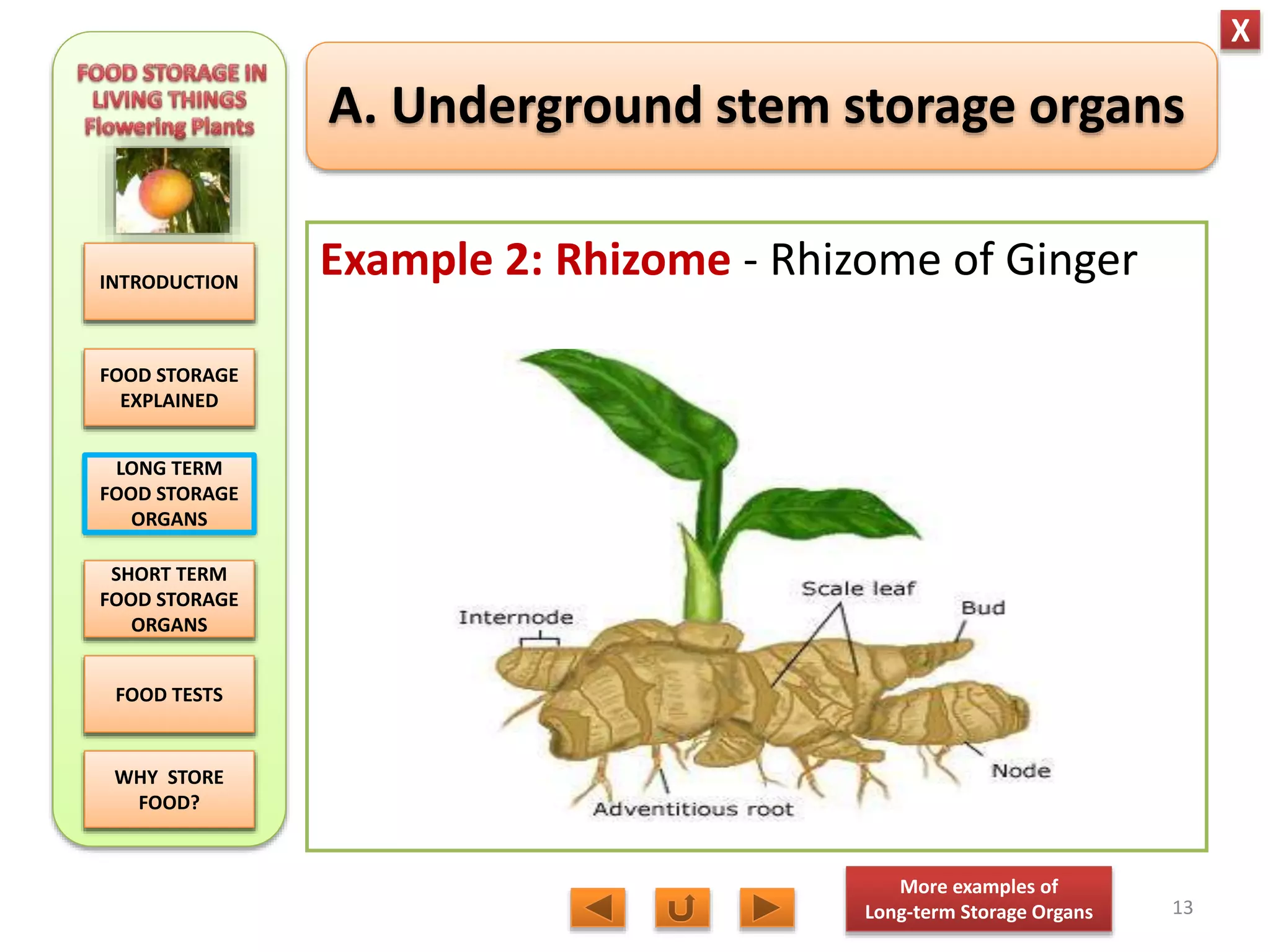 Biology M3 Food Storage in flowering plants | PPTX