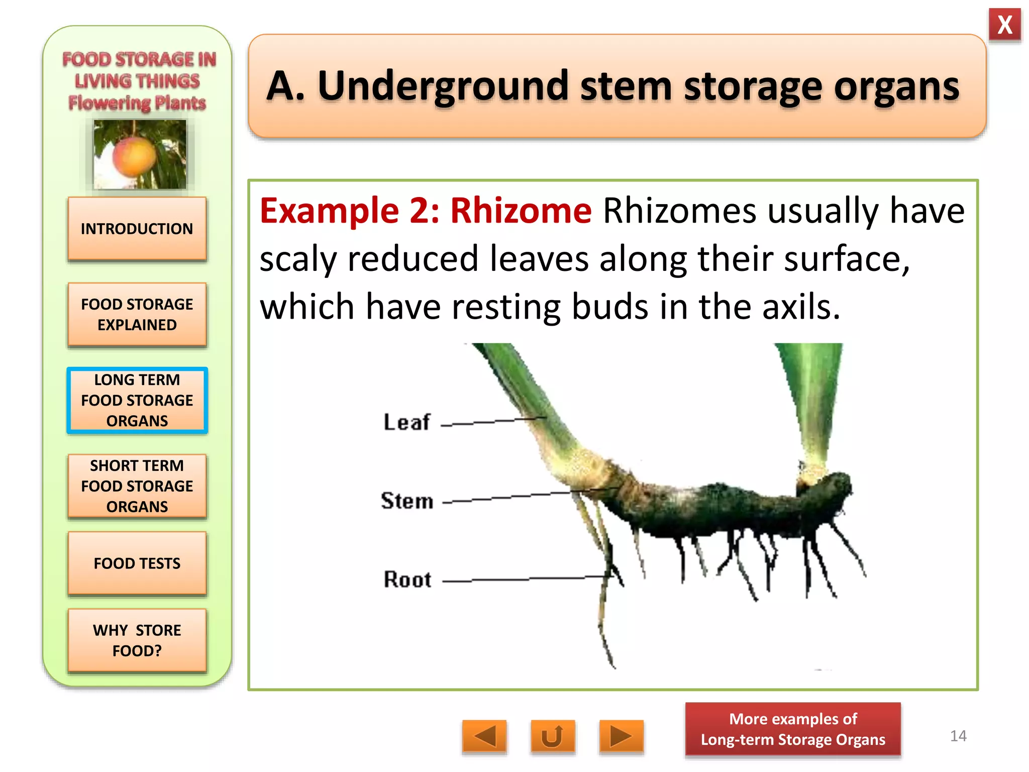 Biology M3 Food Storage in flowering plants | PPTX