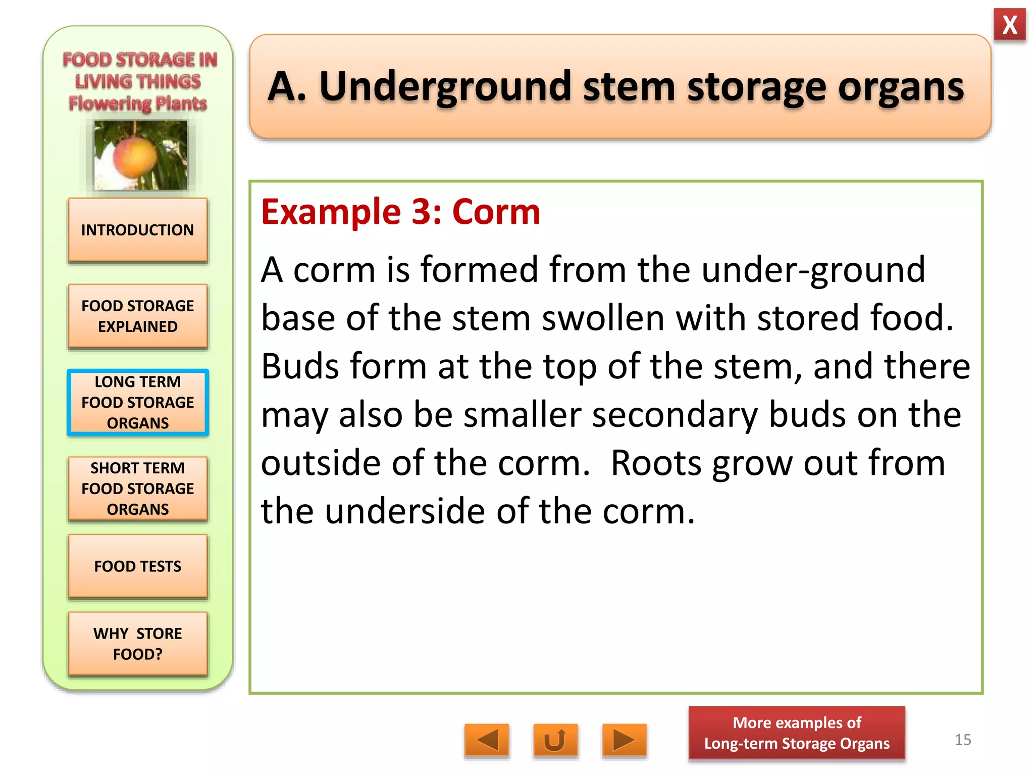 Biology M3 Food Storage in flowering plants | PPTX