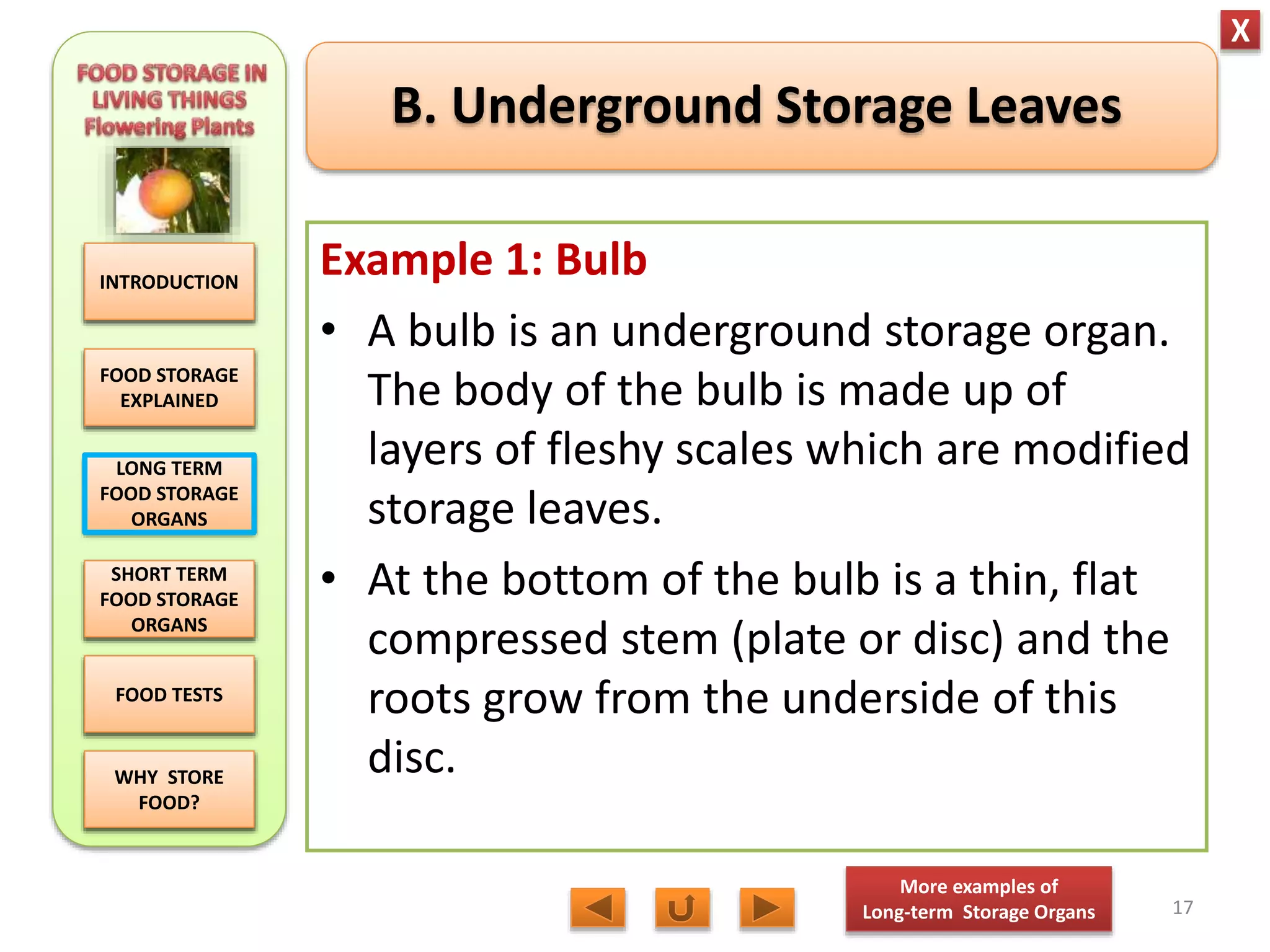 Biology M3 Food Storage in flowering plants | PPTX