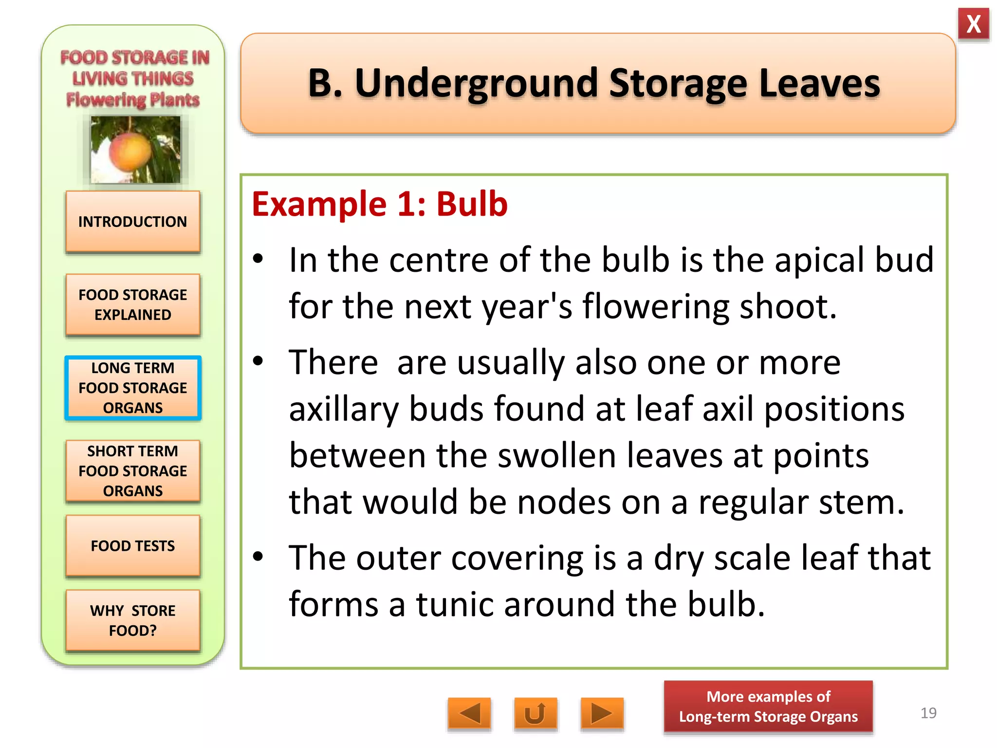 Biology M3 Food Storage in flowering plants | PPTX