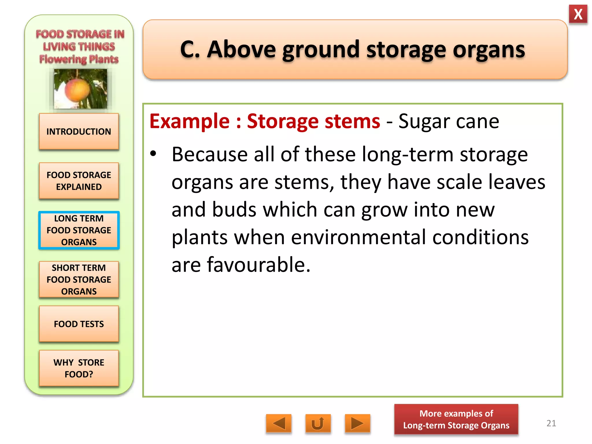 Biology M3 Food Storage in flowering plants | PPTX