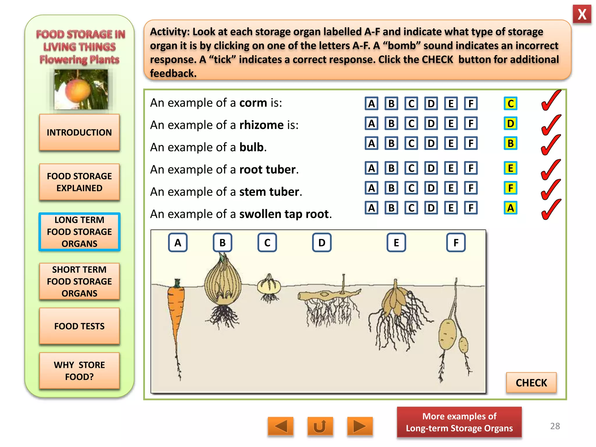 Biology M3 Food Storage in flowering plants | PPTX