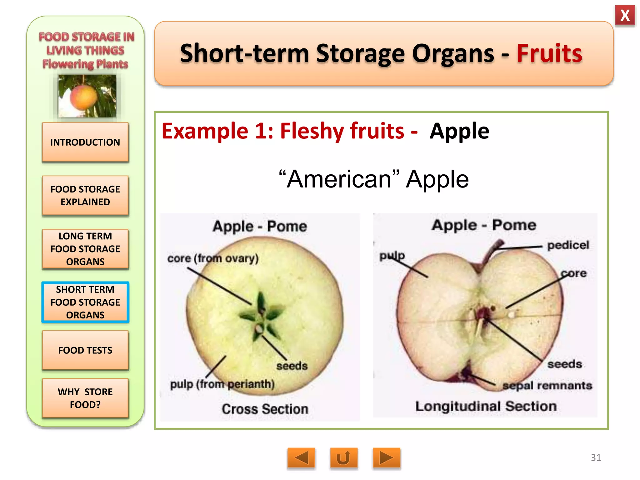 Biology M3 Food Storage in flowering plants | PPTX