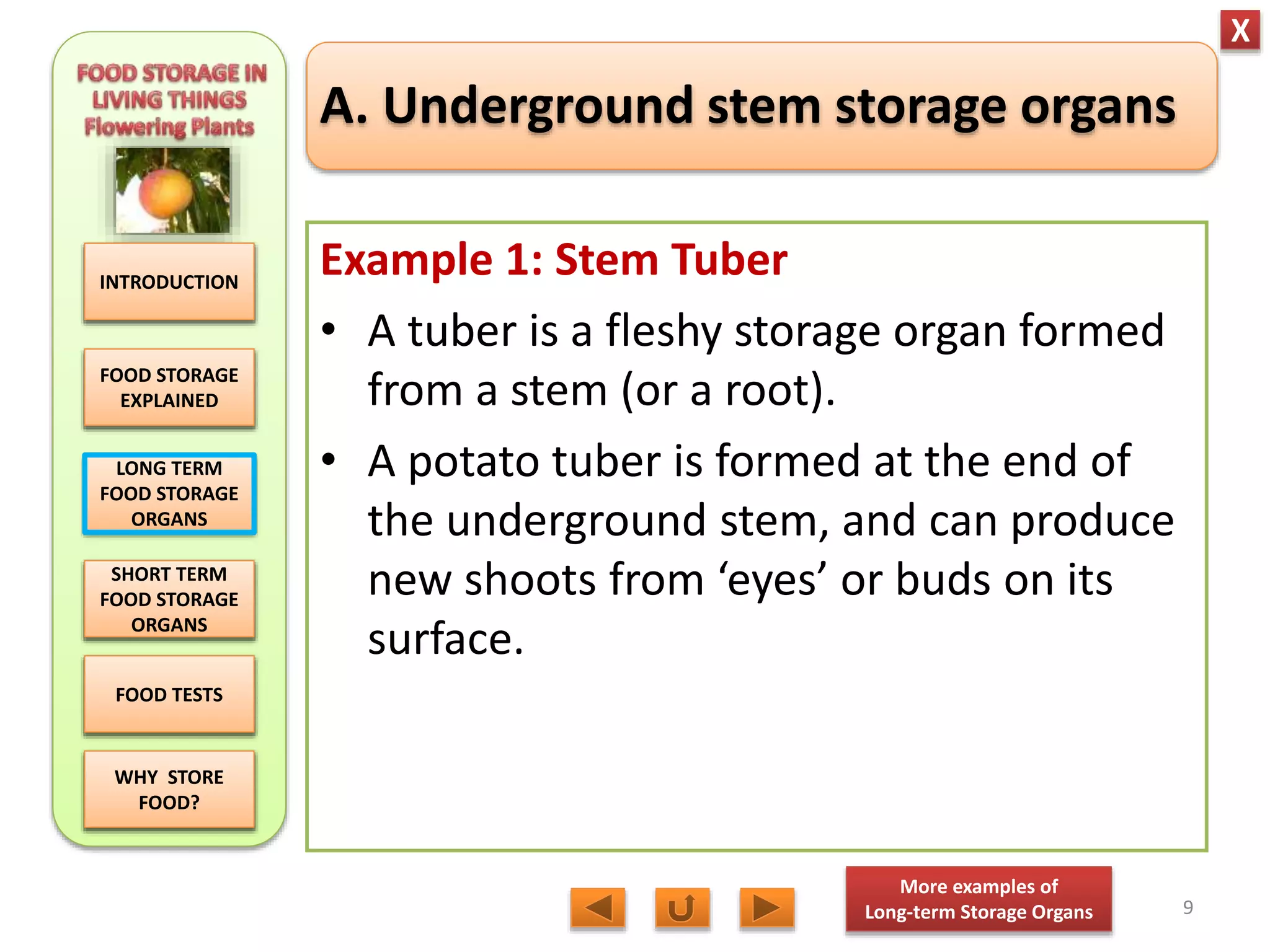 Biology M3 Food Storage in flowering plants | PPTX