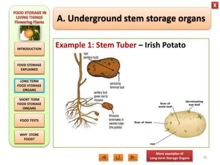 Biology M3 Food Storage in flowering plants | PPTX