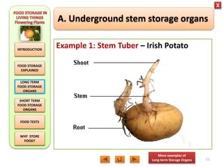 Biology M3 Food Storage in flowering plants | PPTX