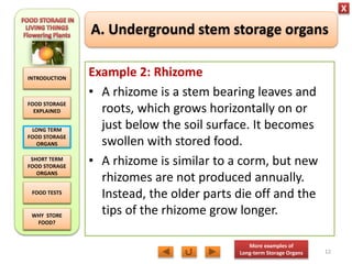 Biology M3 Food Storage in flowering plants | PPTX