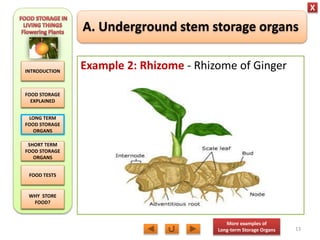 Biology M3 Food Storage in flowering plants | PPTX