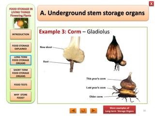 Biology M3 Food Storage in flowering plants | PPTX