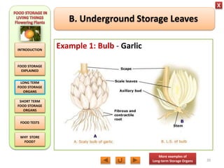 Biology M3 Food Storage in flowering plants | PPTX