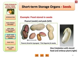 Biology M3 Food Storage in flowering plants | PPTX
