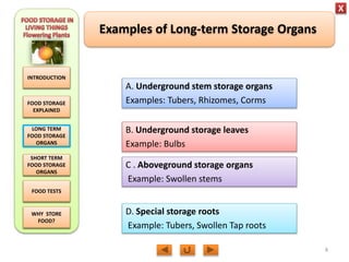 Biology M3 Food Storage in flowering plants | PPTX