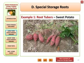 Food Storage Roots