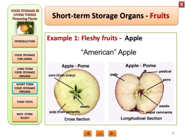 Biology M3 Food Storage in flowering plants