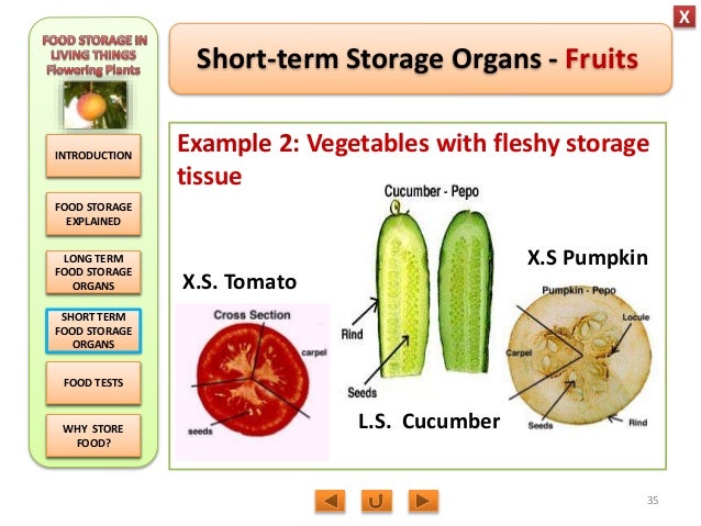 Biology M3 Food Storage in flowering plants