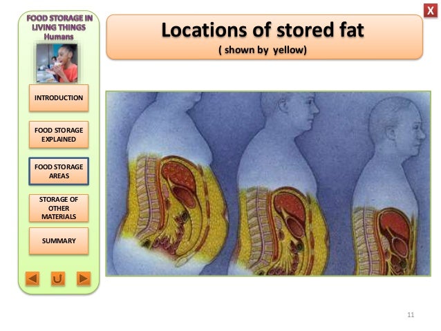 Bilogy M3 Food Storage in Humans