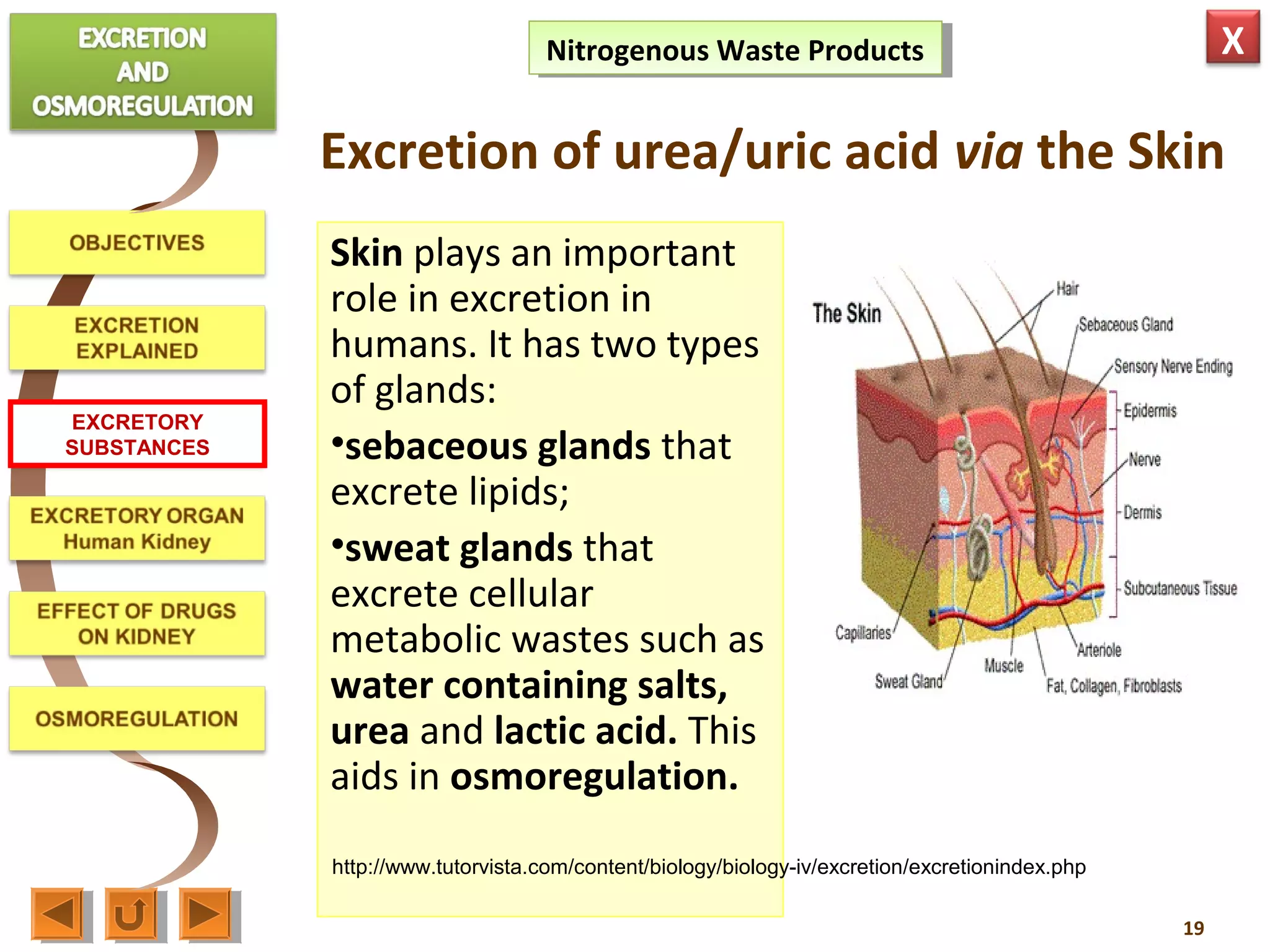 Biology M3 Excretion & Osmoregulation | PPT