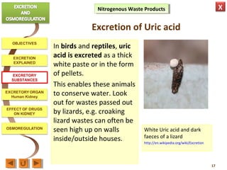 Biology M3 Excretion & Osmoregulation | PPT