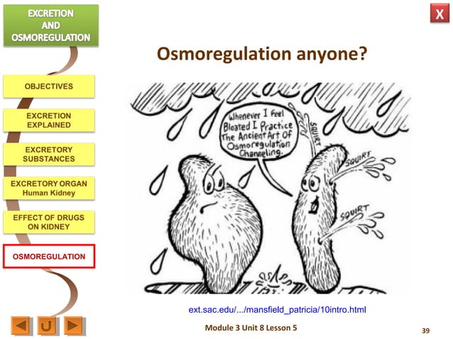 Biology M3 Excretion & Osmoregulation | PPT