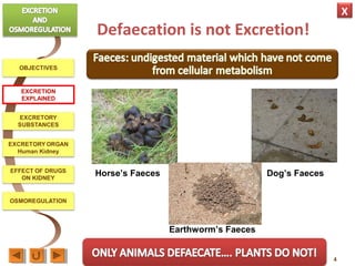 Biology M3 Excretion & Osmoregulation | PPT