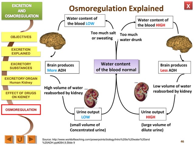 Biology M3 Excretion & Osmoregulation | PPT