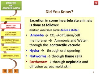 Biology M3 Excretion & Osmoregulation | PPT