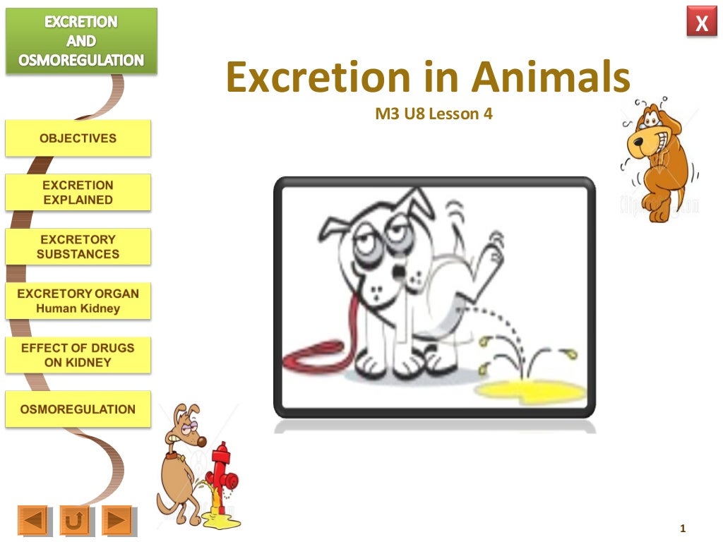 Quia Ap Bio Osmoregulation And Excretion