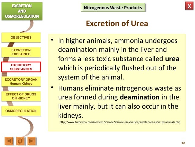 Nitrogenous Waste From Excretion And Death