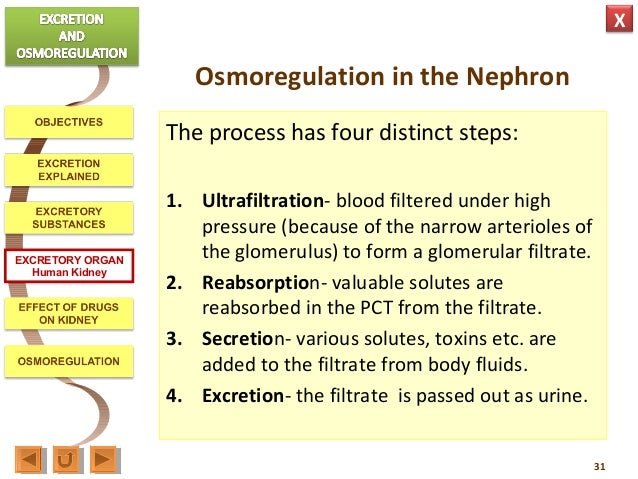 Osmoregulation Definition