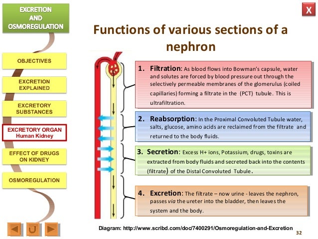 Quia Ap Bio Osmoregulation And Excretion