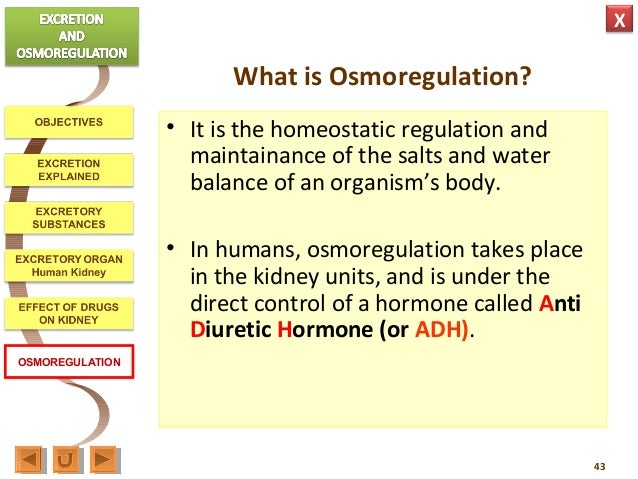 Osmoregulation Definition